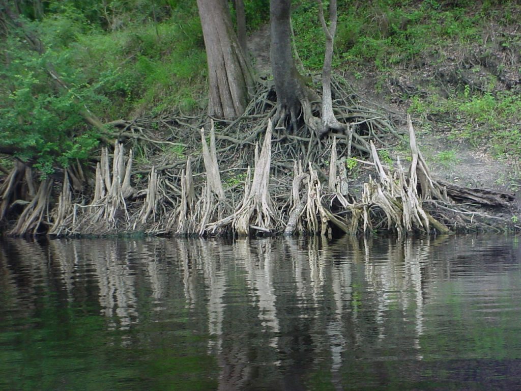 Florida Travel Way Down Upon the Suwannee River - Penelope Silvers